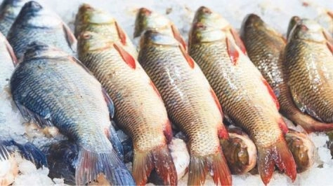 Charity Fish Auction – Scheduled | Event